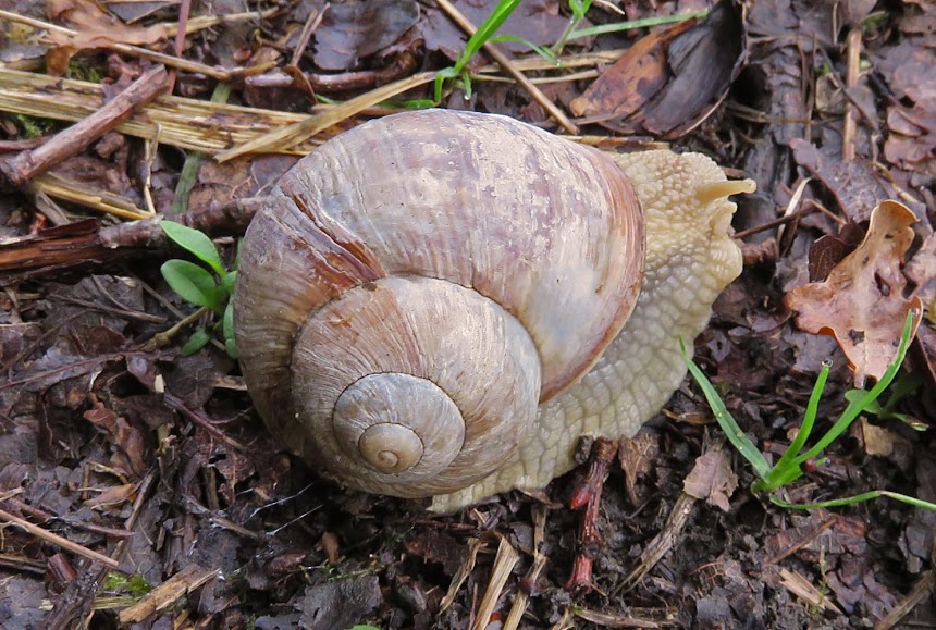 Living the life in Saint-Aignan: The ghost snail