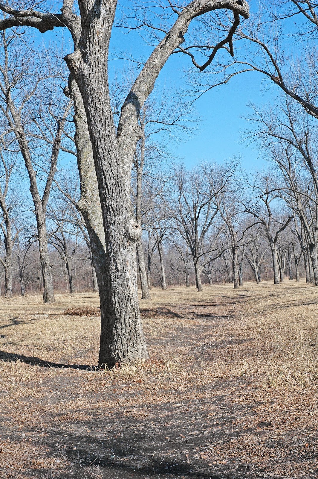 Northern Pecans: The original Giles tree