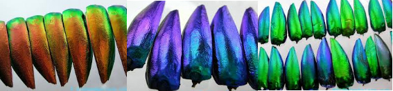 Rheumatic Princess: Of Tutus and Beetle Wings