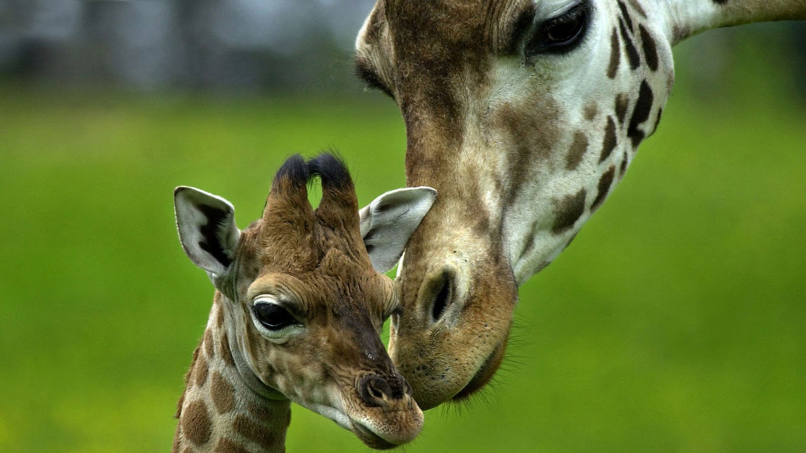 Giraffe Achtergronden