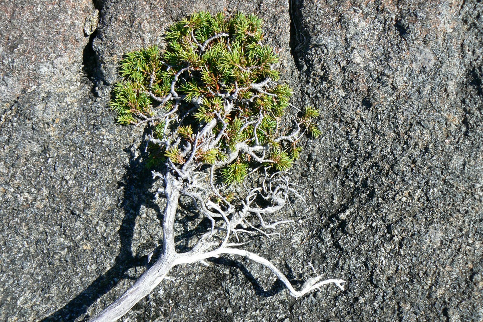 A Kilchoan Diary: Prostrate Juniper