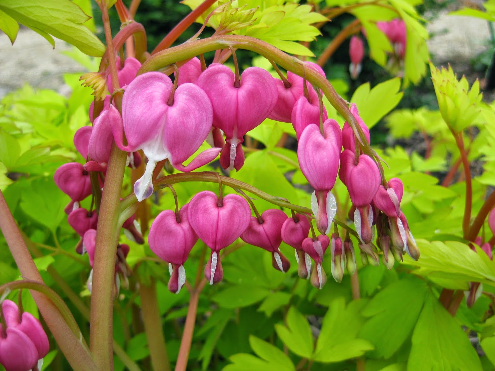 Rotary Botanical Gardens - Hort Blog: 'Gold Heart' Bleeding Heart - A ...
