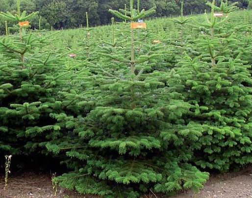 Arborii , pe familii si specii: Bradul