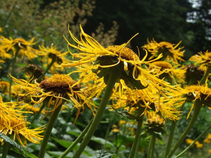 Future Plants by Randy Stewart: Inula
