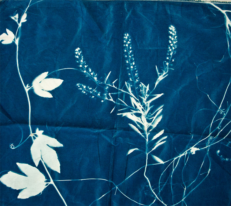 Melissa Hall Art & Photography: Inkotype or Fauxgram?