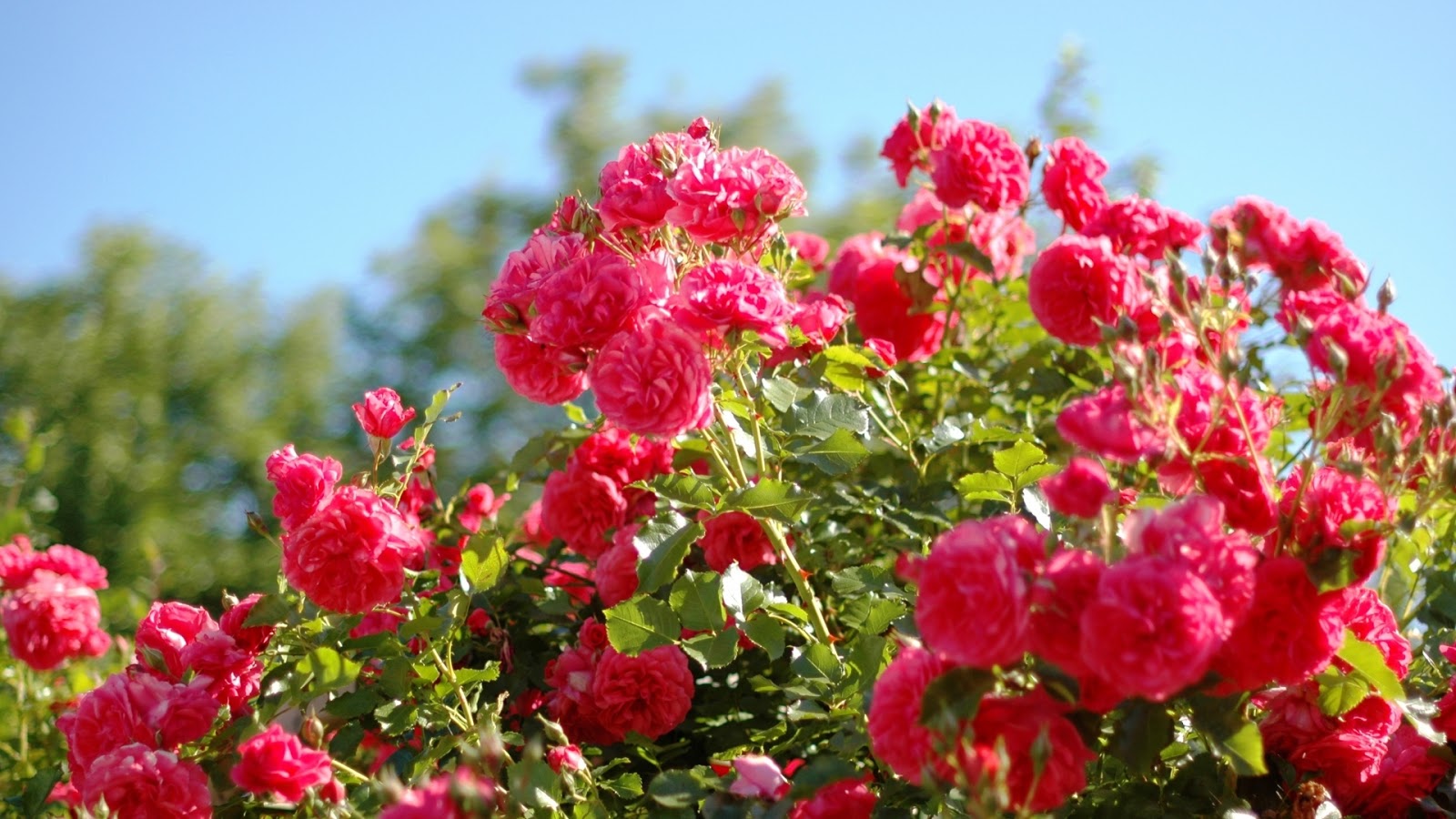 Rose Flower Garden - Flower HD Wallpapers, Images, PIctures, Tattoos ...