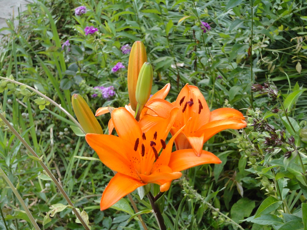 Cultures' Chord by Hindustanka: Kullu-Manali memories - Roerich museum