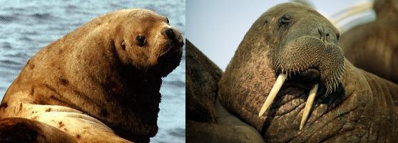 The Coastal Paleontologist: Was Pelagiarctos a "killer" walrus? Part 5 ...