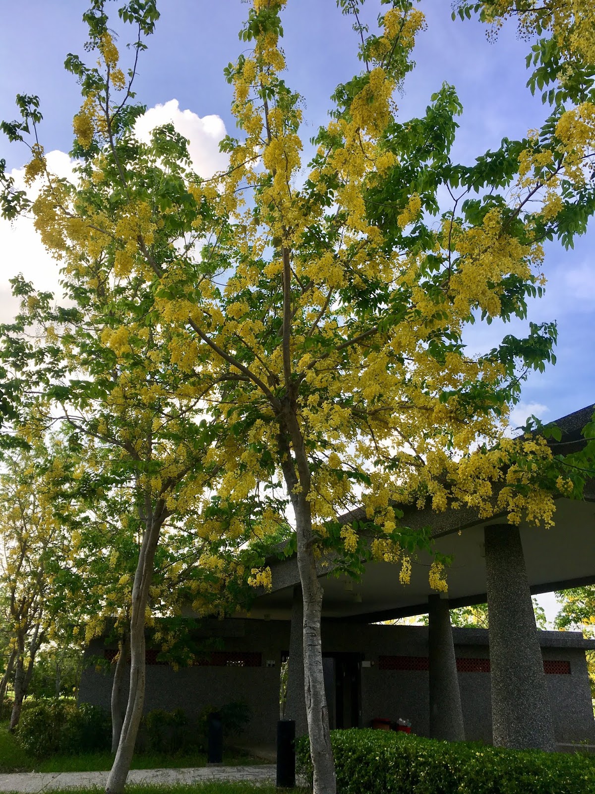 Tainan Travel: What to see in Shanhua? Qing'an Temple, Cow Market and ...