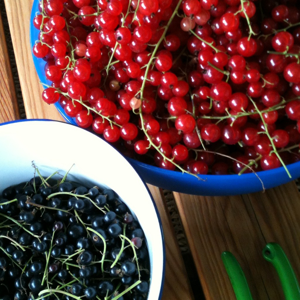 Idle Needle: jam harvest & redcurrant three ways