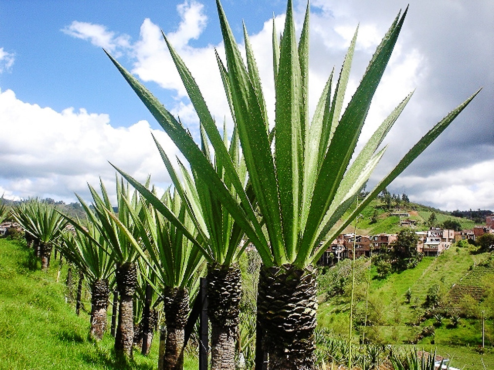 GüigüeSalirPorVenezuela2013.blogspot.com/: GüigüeSalir PorVenezuela ...