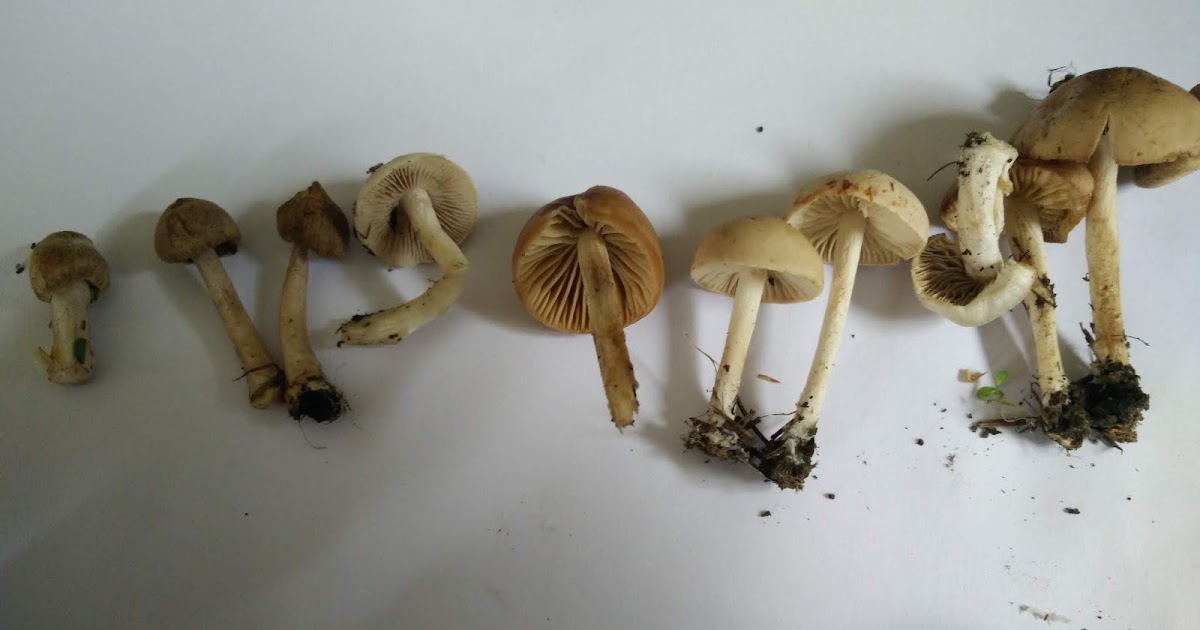 Beginners guide to fungi identification. Part 1