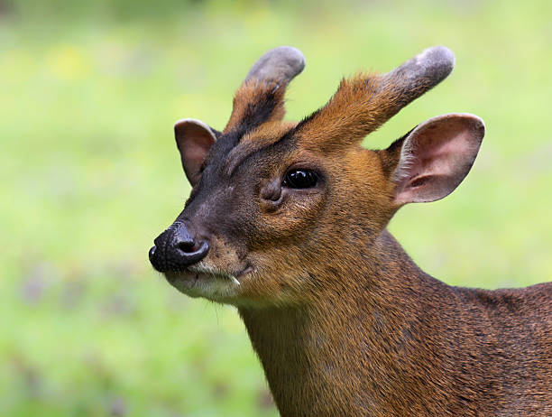 Effetto Mandela - Evidenze: il "MINI-CERVO"?! (MUNTJAC)