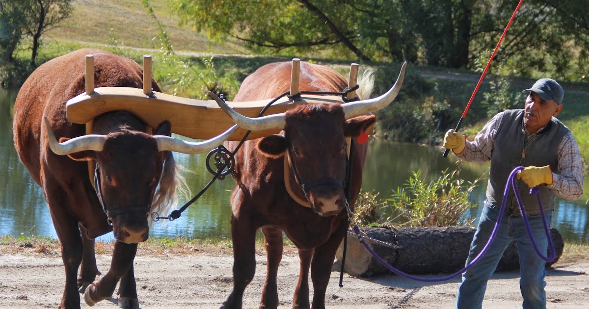 Restless native: Rare oxen pull living history down the trail