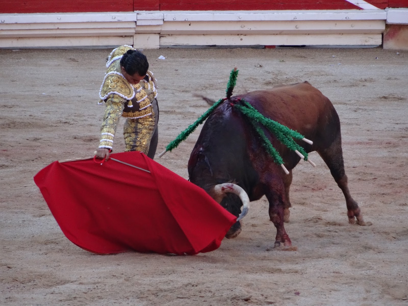 Amor por el toro bravo