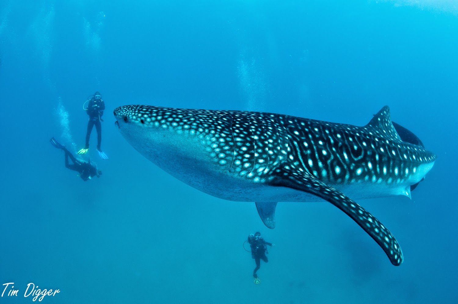 Filipiny Raj Na Ziemi: Whale Sharks - Rekiny Wielorybie