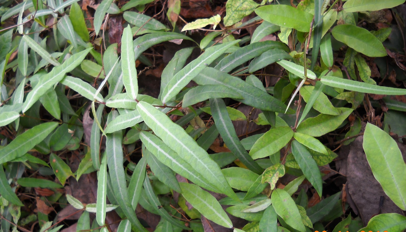 Investigation of Medicinal Properties of Anantmul (Hemidesmus indicus L ...