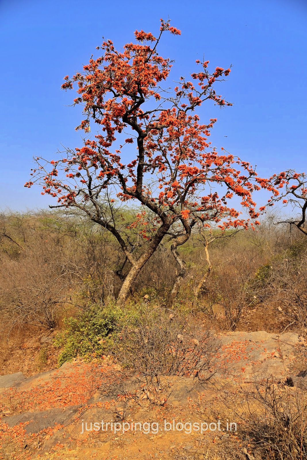 Just Tripping!: The Palash Fire on Delhi’s Ridge