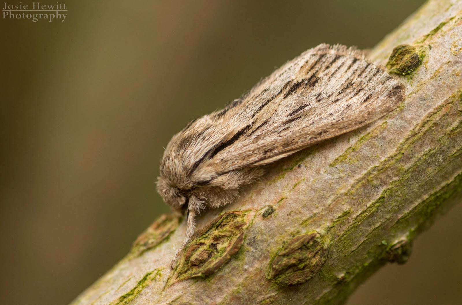 Blog | Josie Hewitt Photography: The Sprawler