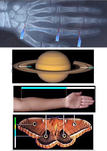 Gurney Journey: Part 4. The golden mean and the human body