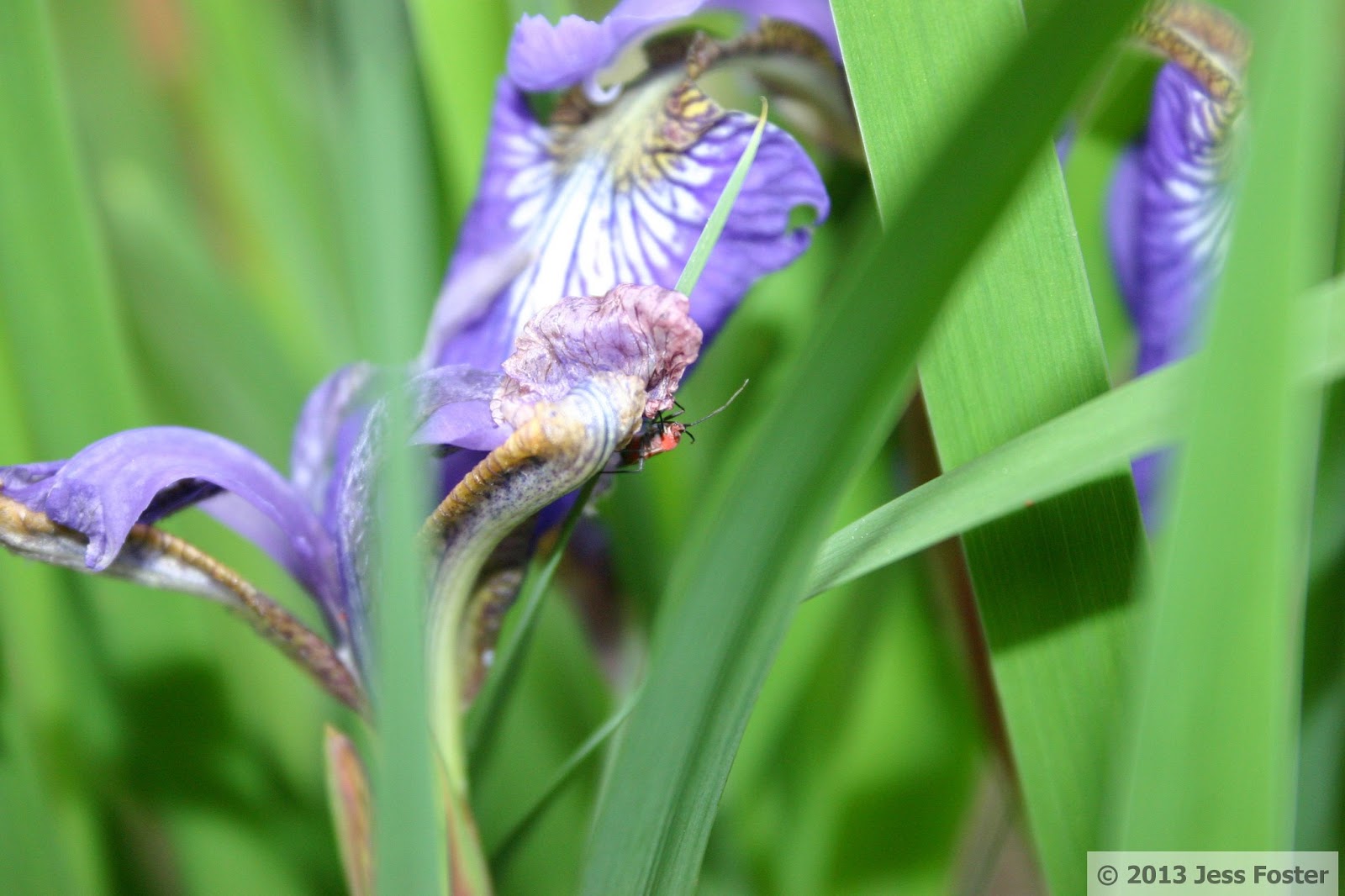 Sluggin' Along: Scarlet Plant Bug
