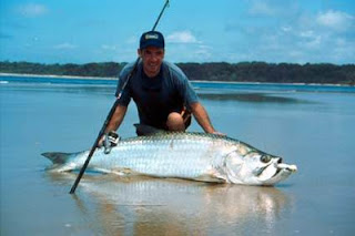 Fishes Images: Sábalo