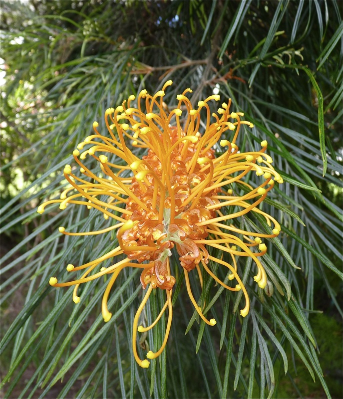 Pieces of Contentment: A New Grevillea