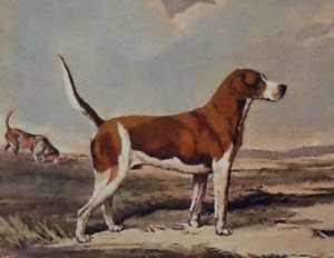 The Teacher's Pets: George Washington and His Love of Hounds