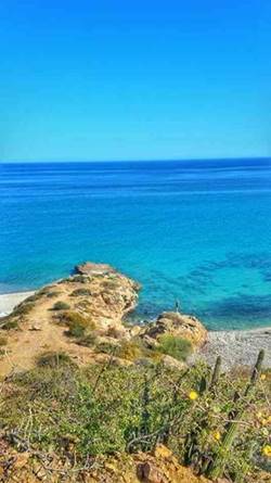 CONOCIENDO EL CARDONAL en BAJA CALIFORNIA SUR