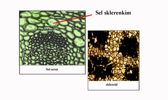 Ineu Masitoh Siti Nurjanah: BAB 2 Jaringan Tumbuhan