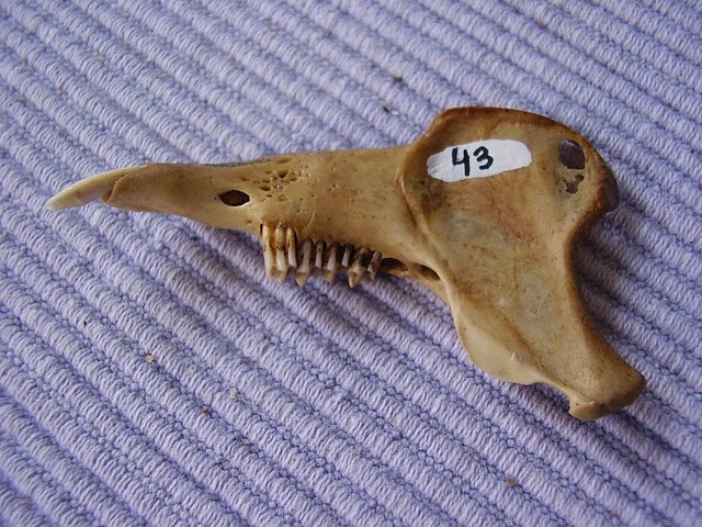 watmammoet: Uitgekauwd