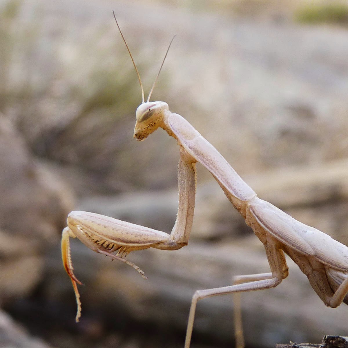 Bichos, bichillos y bicharracos: Mantis Religiosa Blanca