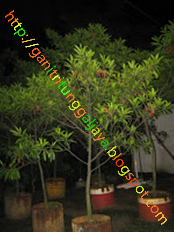 GANITRI/JENITRI BUAH AIR MATA DEWA SIWA