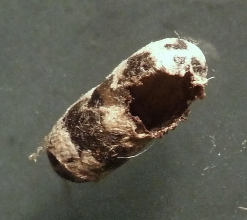 Dave Hubble's ecology spot: A tiny clue that looks like poo