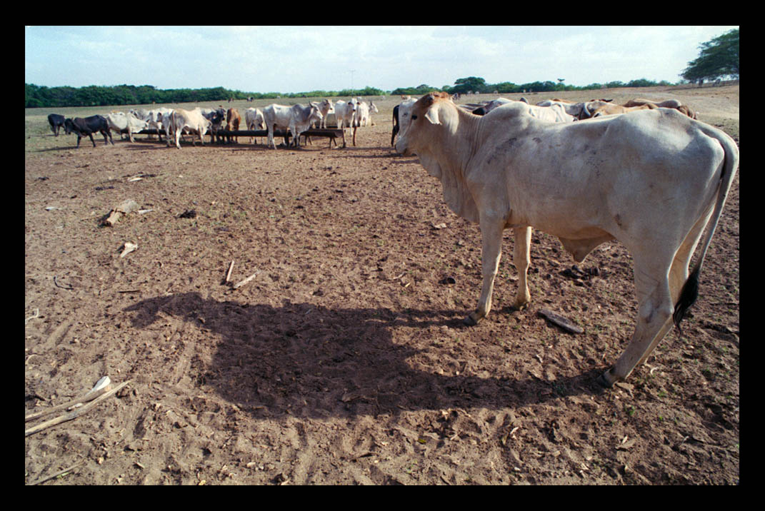 Textos y fotos: ESTADO GUÁRICO