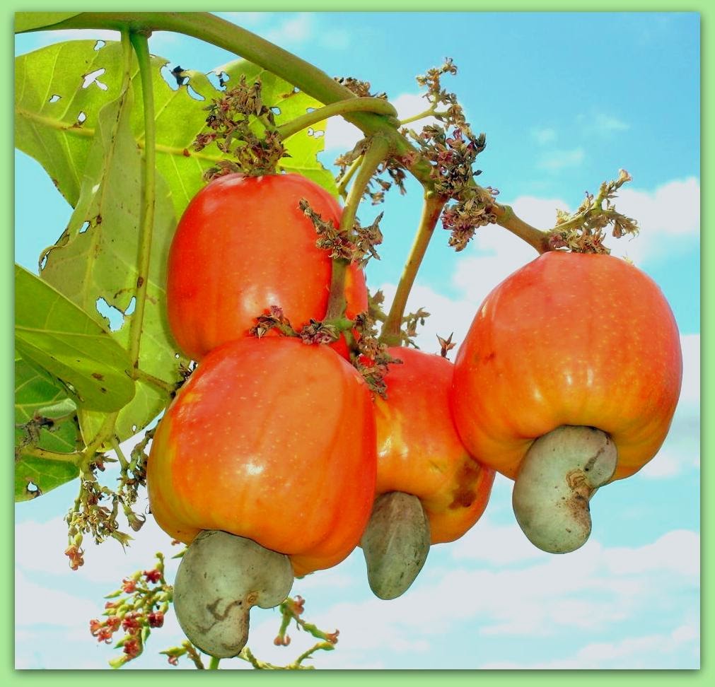 Animales y Plantas de Perú: Marañón o Cashú - Anacardium occidentale