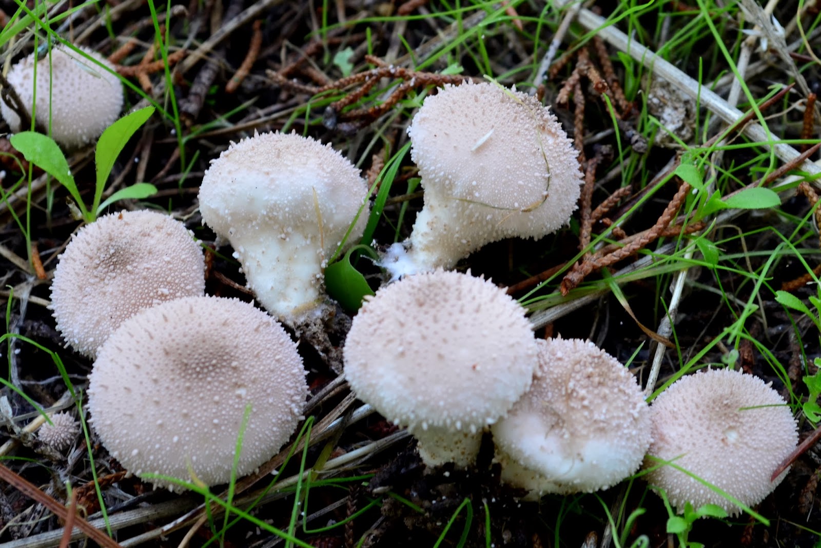 Setas Extremadura : Lycoperdon Perlatum