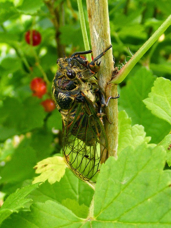 Loire Valley Nature: A Cicada Tibicina haematodes