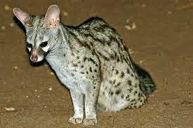 Small Spotted Genet Animals | Interesting Facts & Latest Pictures | The ...