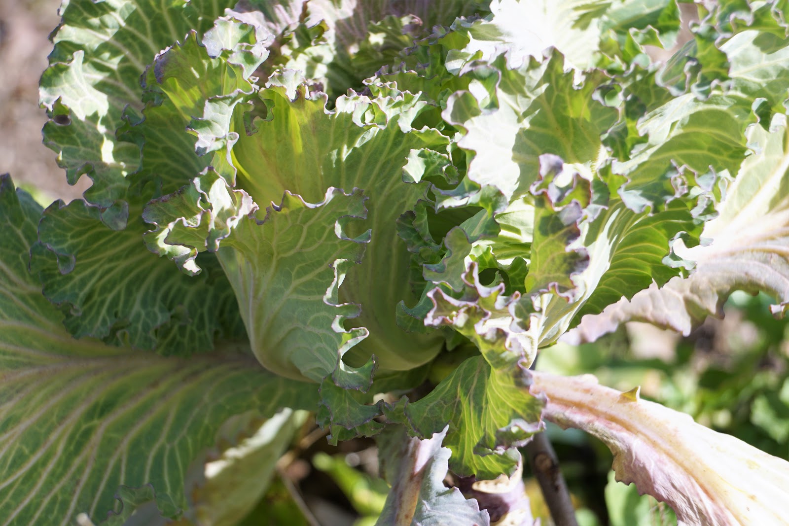 Plantas de Huerta Otea, Salamanca: Col repollo (Brassica oleracea var ...