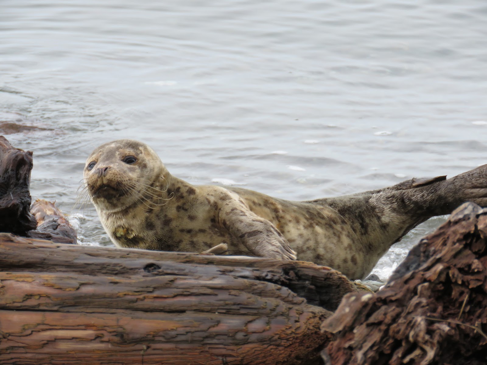 Buzz's Marine Life of Puget Sound: HARBOR SEAL PUPS ON WEST SEATTLE BEACHES