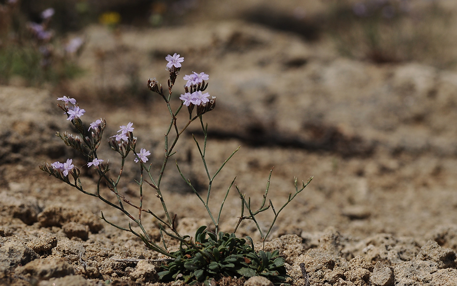 OBRAZY NATURY: Zatrwian (Limonium sp)