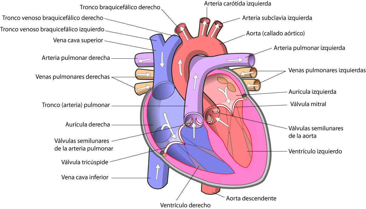el moderno prometeo: Anatomía y fisiología del corazón