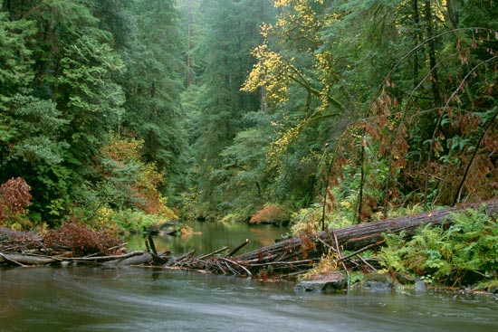 The Coastal Redwoods Ecosystem: Jedidiah Smith State Park