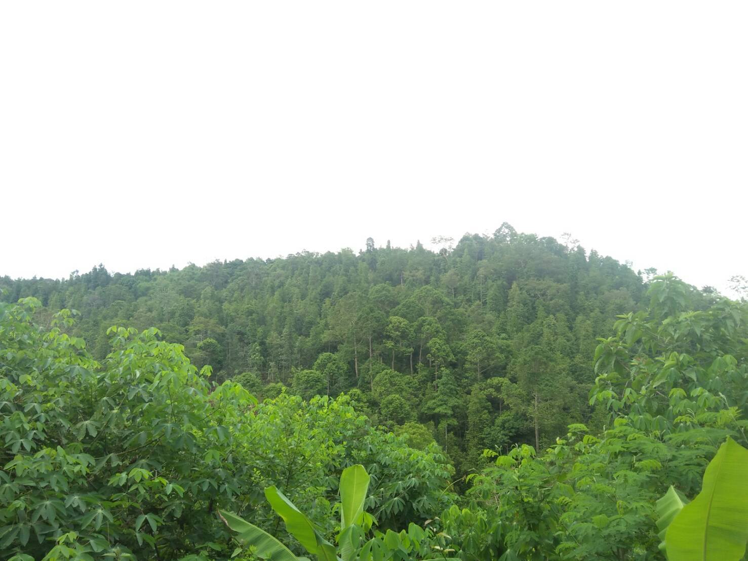 pristianmega: Muncak Teropong Laut