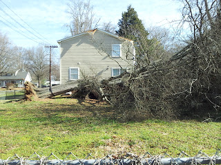 The Wandering Arborist: Anatomy of a Tree Failure