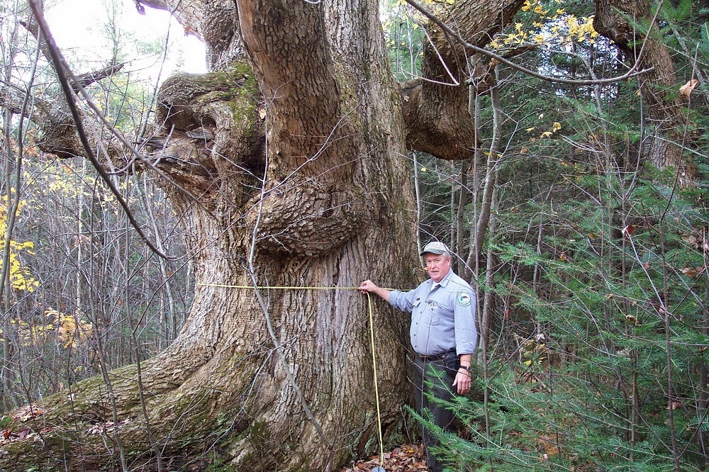 RCN America Maine Maine s Biggest Trees rcn-america-maine-maine-s-biggest-trees