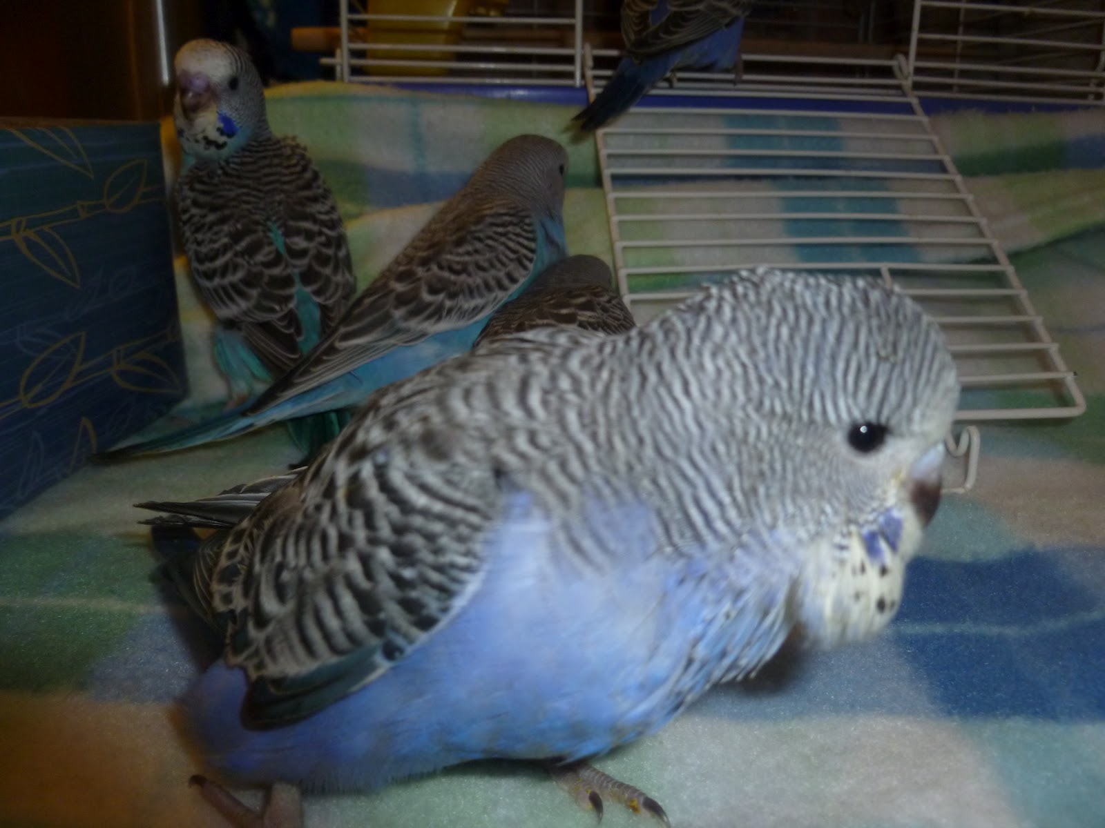 Heartsong Aviary: Five Baby English Budgie Boys