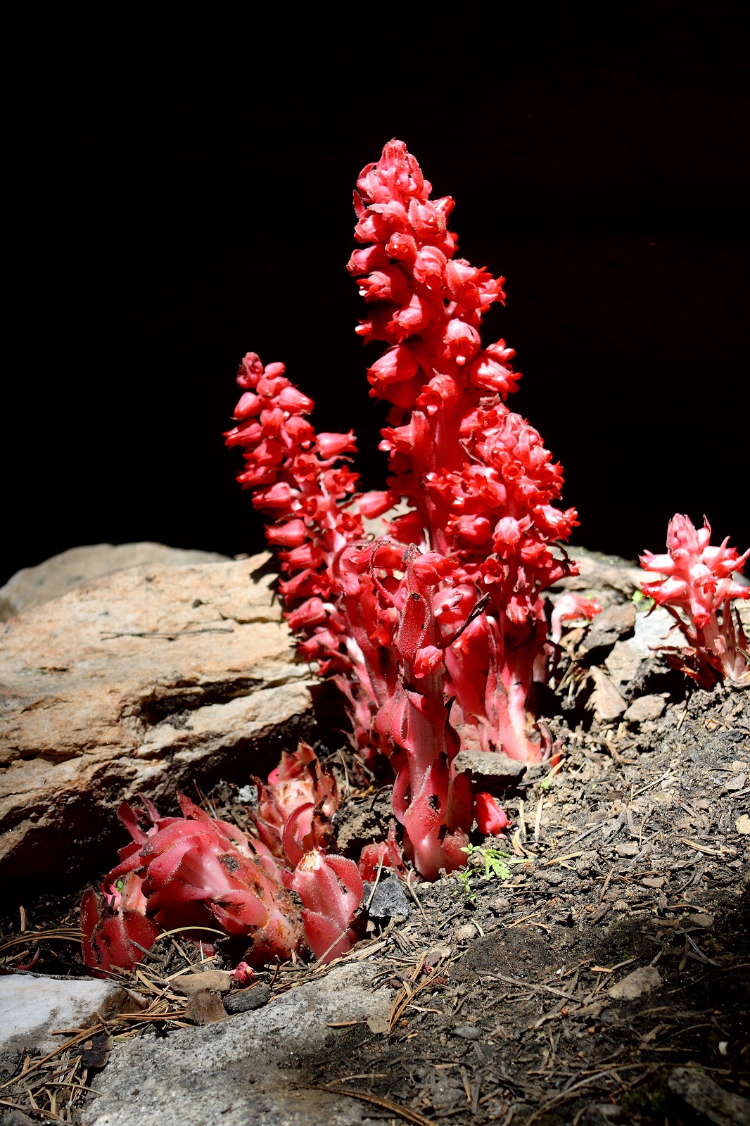Real Monstrosities: Snowplant