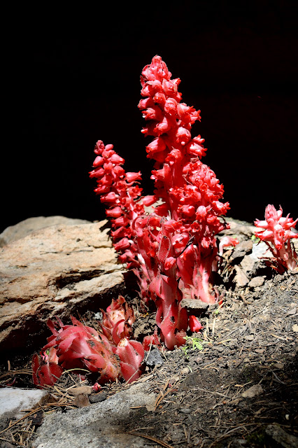 Real Monstrosities: Snowplant